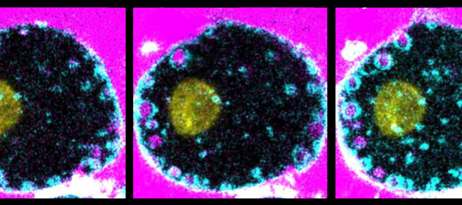 Cell ‘drinking’ and enzyme activation shape immune cell fate ...