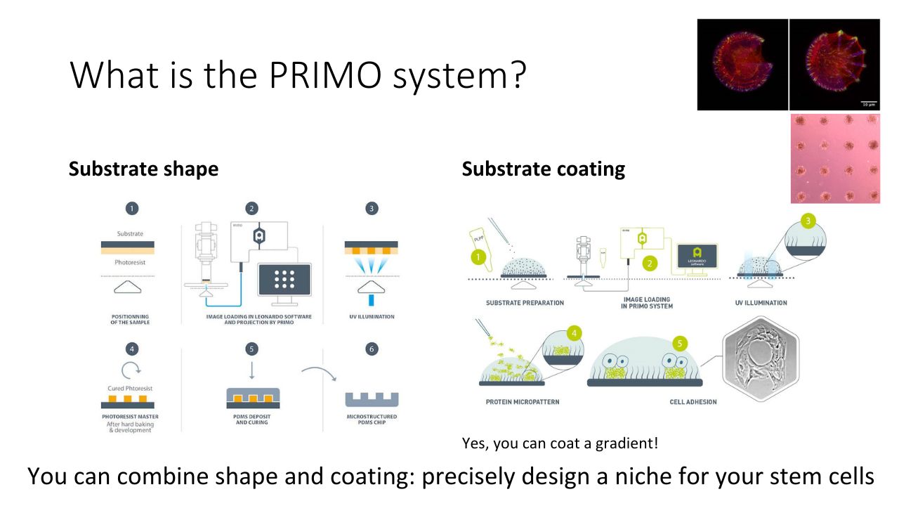 PRIMO | Institute for Regeneration and Repair
