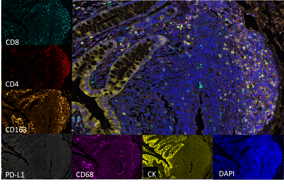 Histology and Multiplexing | Institute for Regeneration and Repair ...